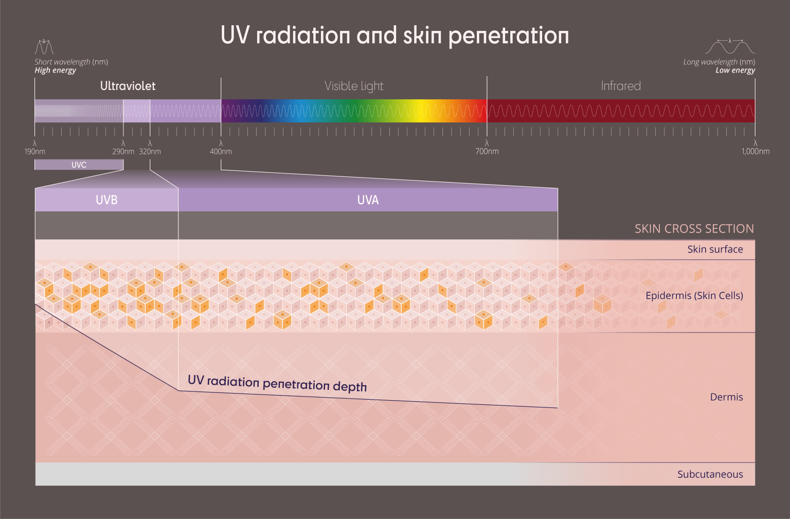 Ultraviolet (UV) Radiation and our Skin - Light Skin Science