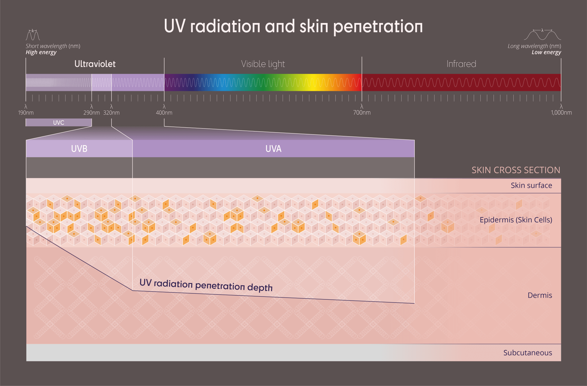 Ultraviolet (UV) Radiation and our Skin - Light Skin Science