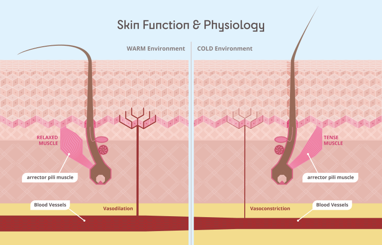 Skin: Function & Physiology - Light Skin Science